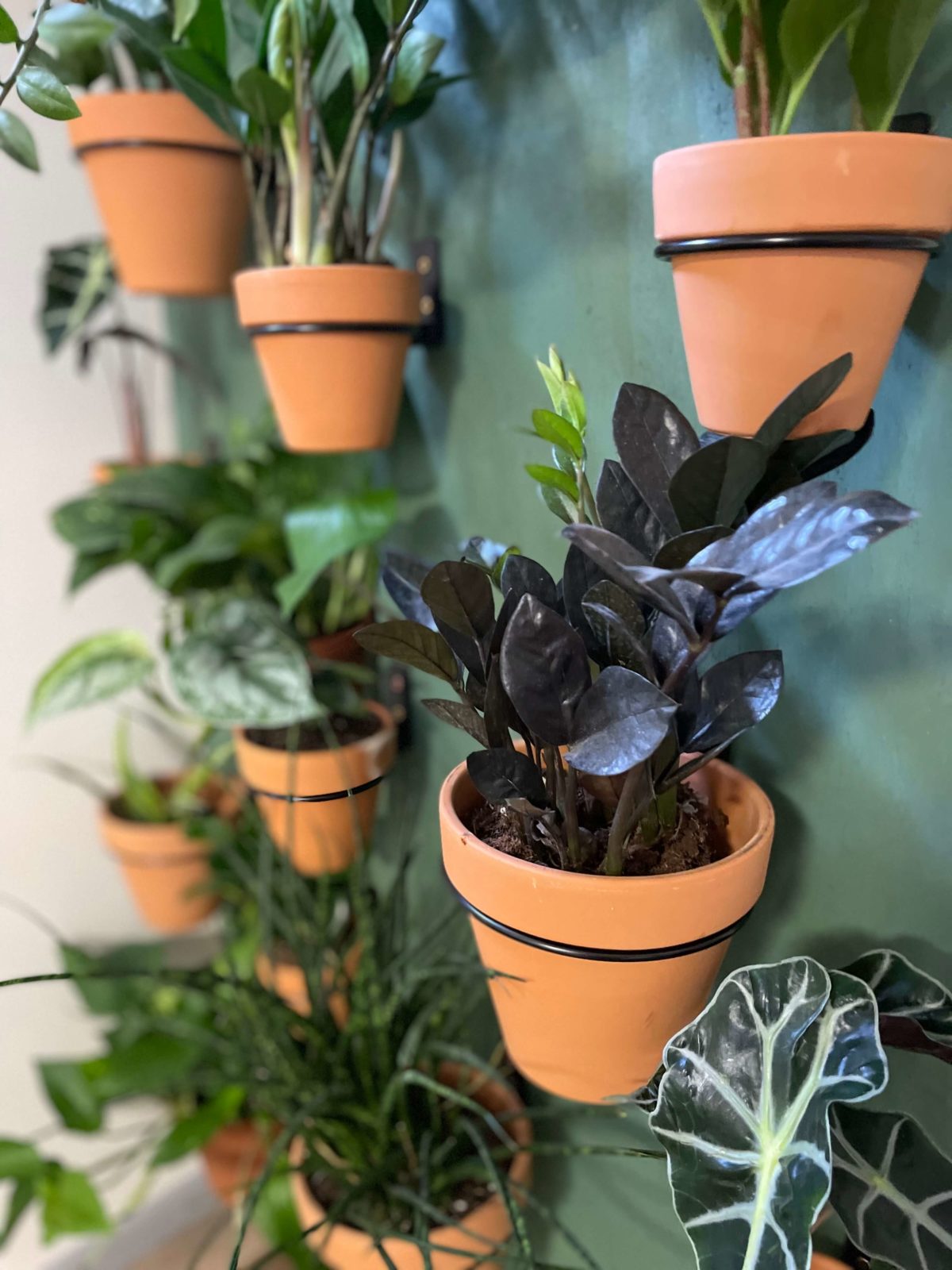 DIY Indoor Living Plant Wall - A Life Unfolding