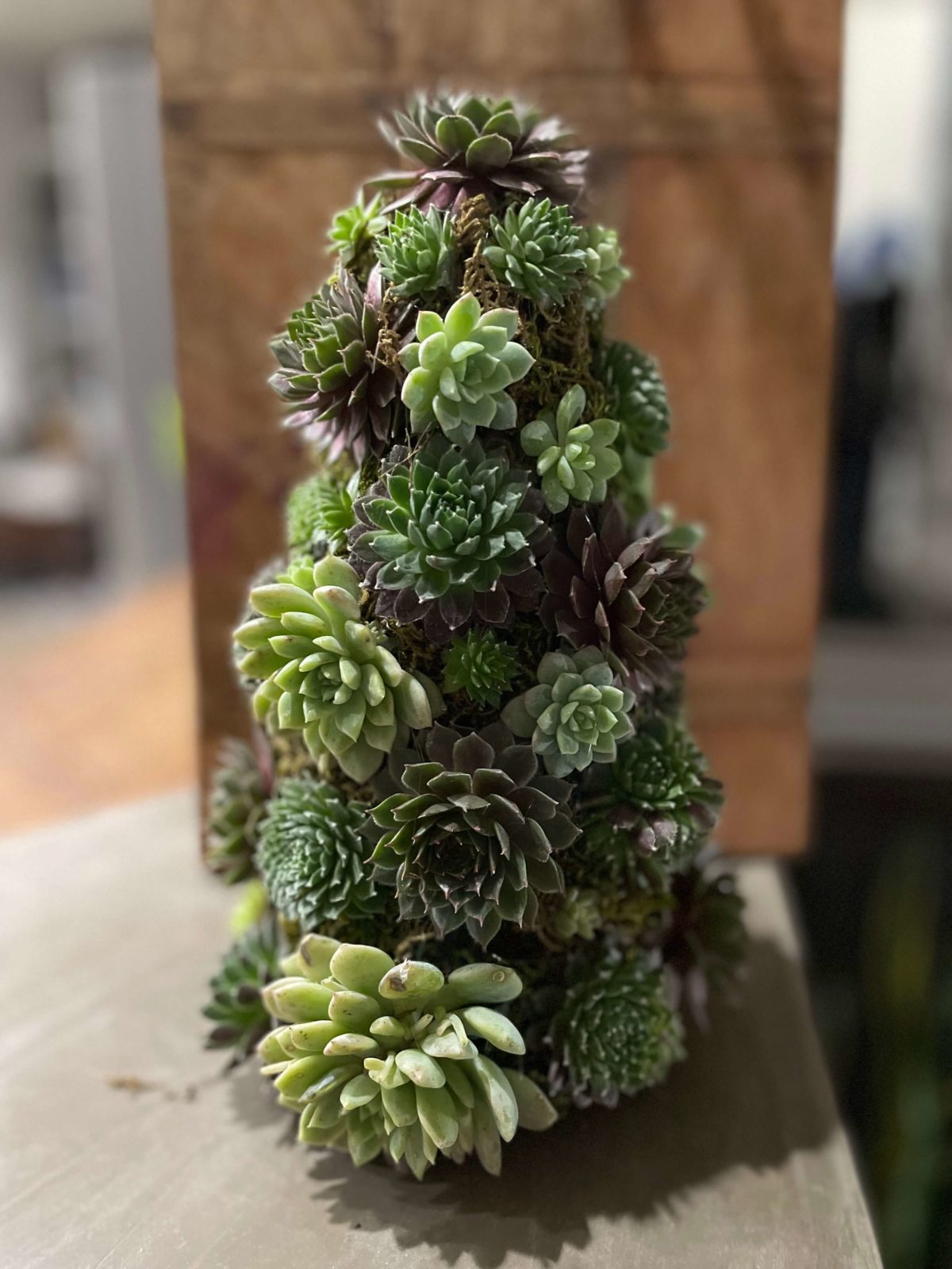 A DIY Mini Succulent Christmas Tree - A Life Unfolding