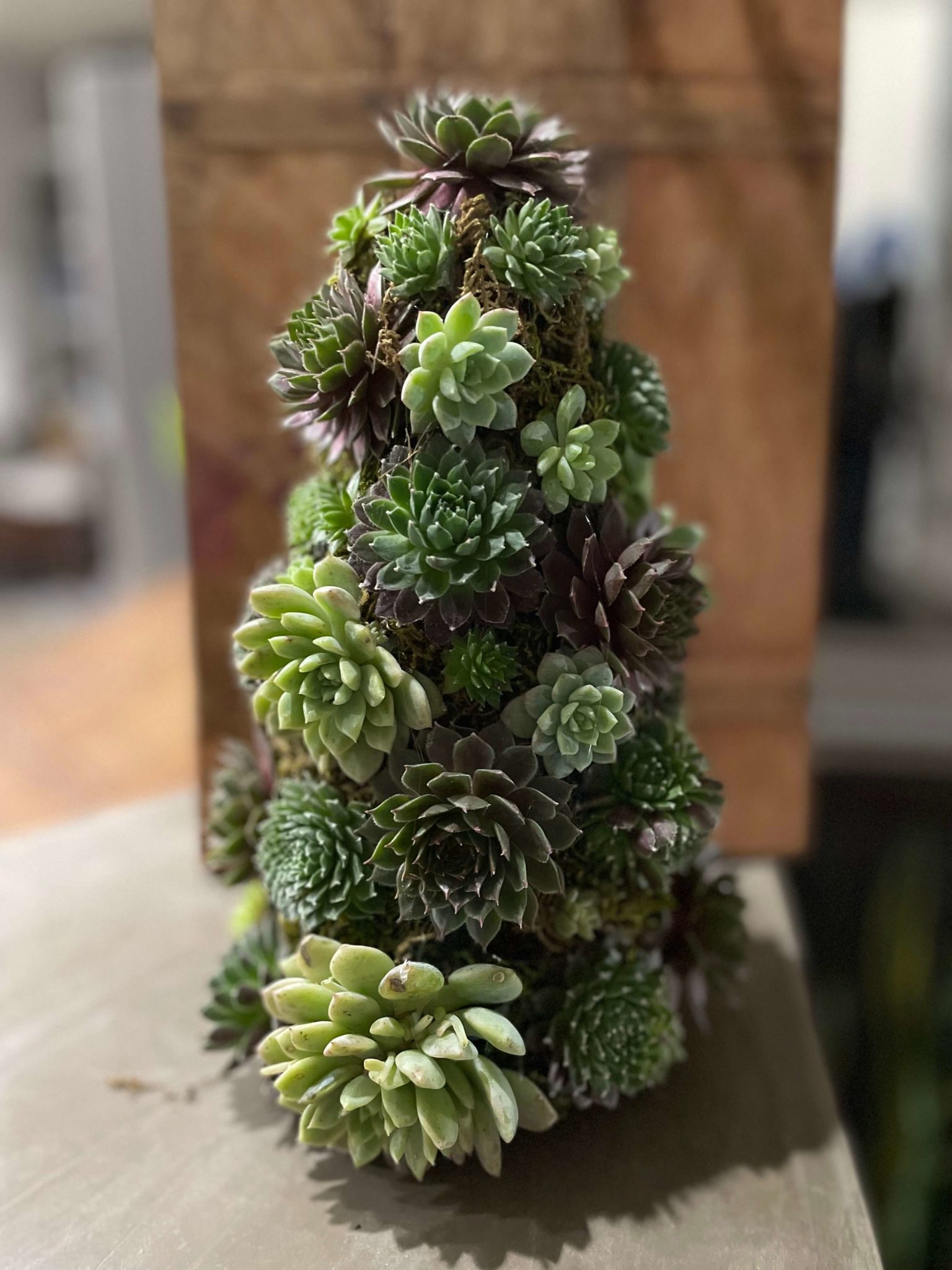 A DIY Mini Succulent Christmas Tree - A Life Unfolding