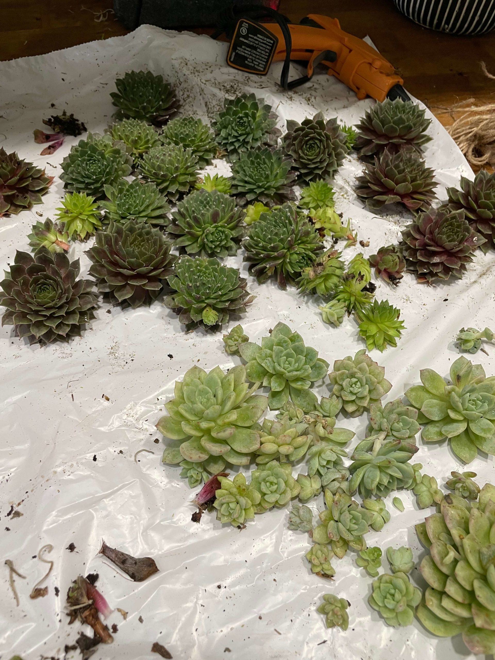 A DIY Mini Succulent Christmas Tree - A Life Unfolding