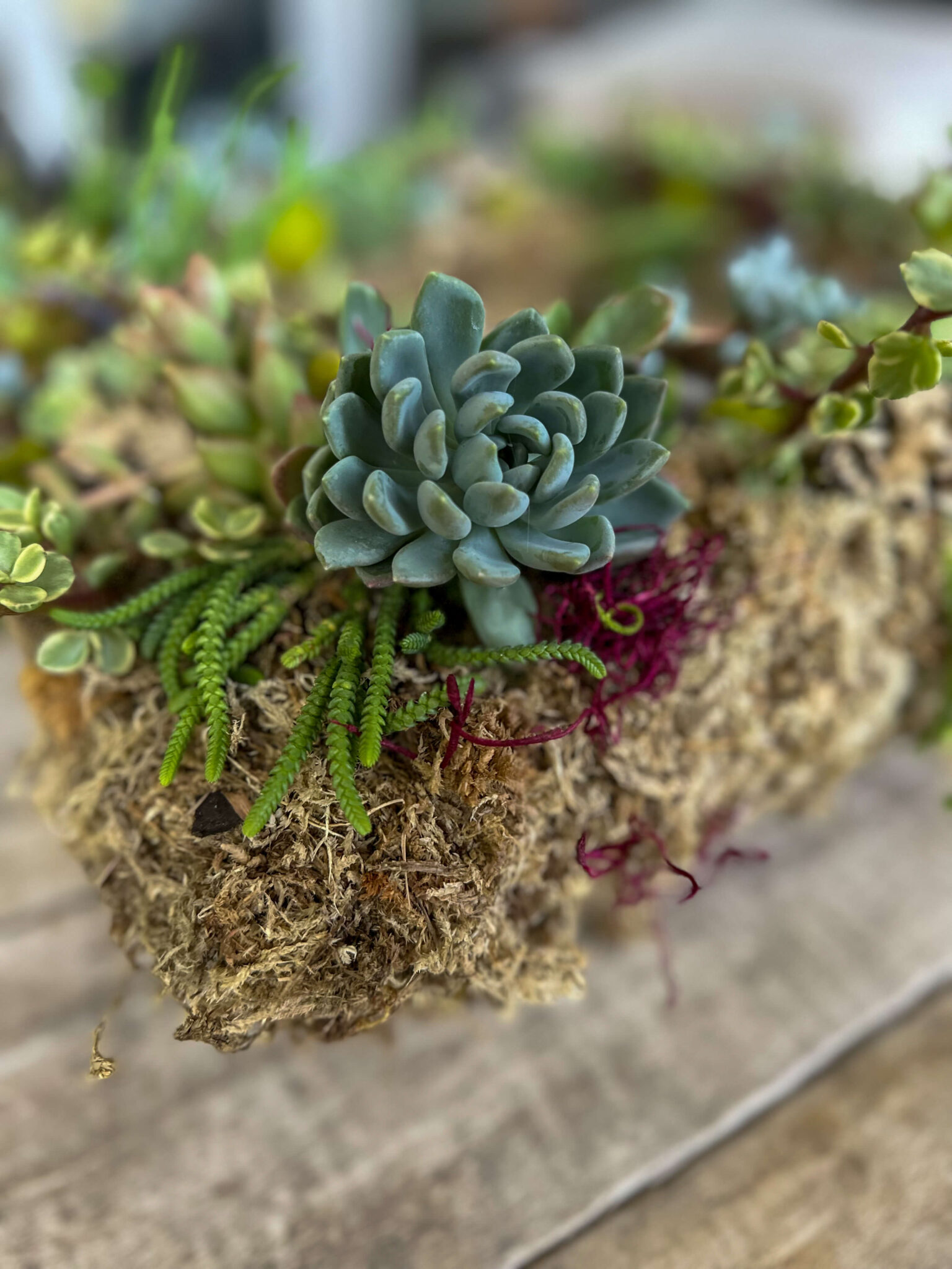 Let's DIY A Square Succulent Wreath - A Life Unfolding