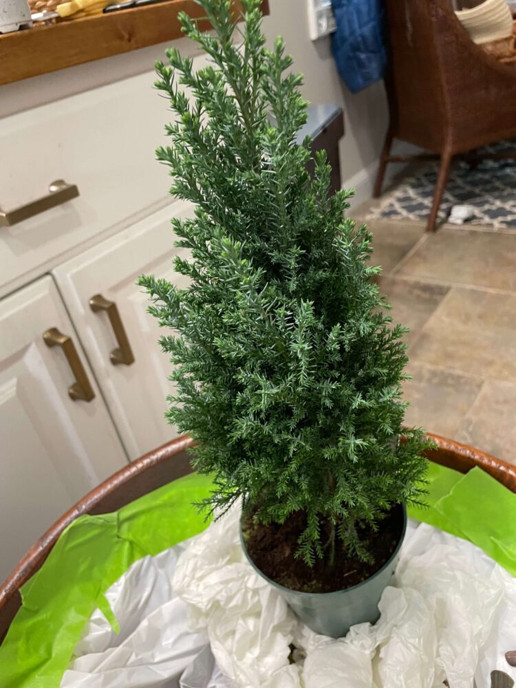 DIY a Holiday Centerpiece in 15 Minutes with Mini Topiary Trees! - A ...