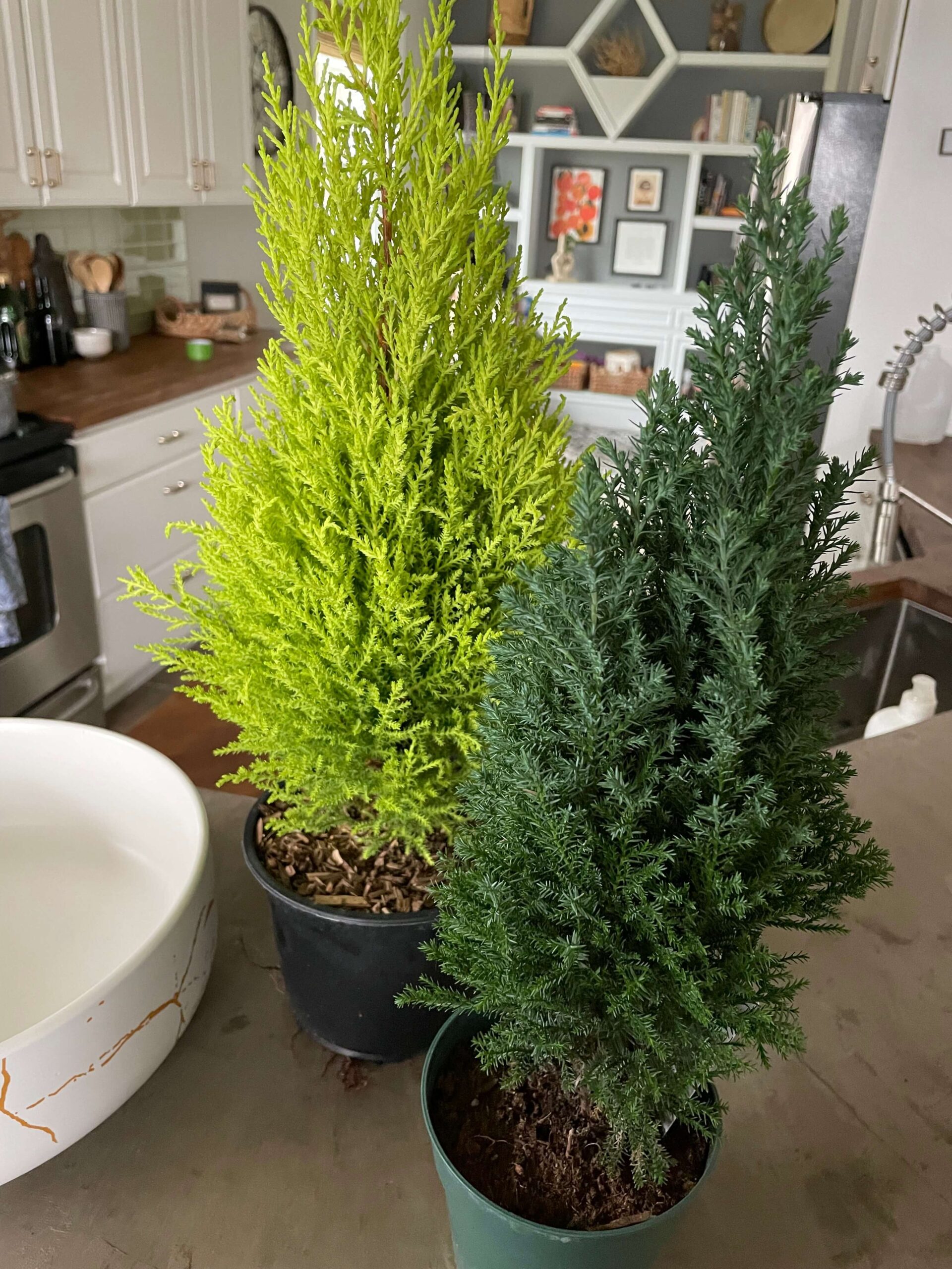 DIY a Holiday Centerpiece in 15 Minutes with Mini Topiary Trees! - A ...