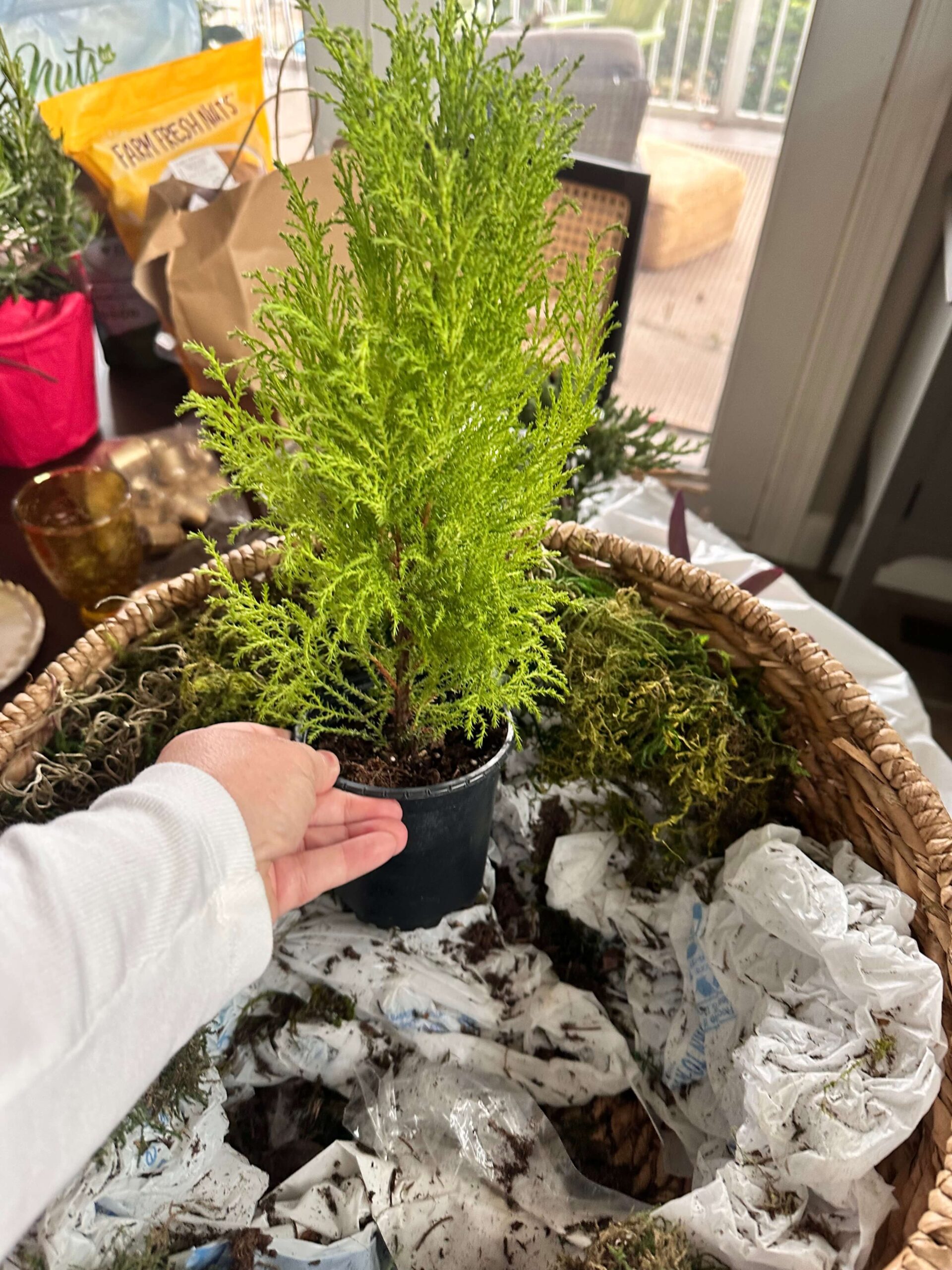 DIY a Holiday Centerpiece in 15 Minutes with Mini Topiary Trees! - A ...