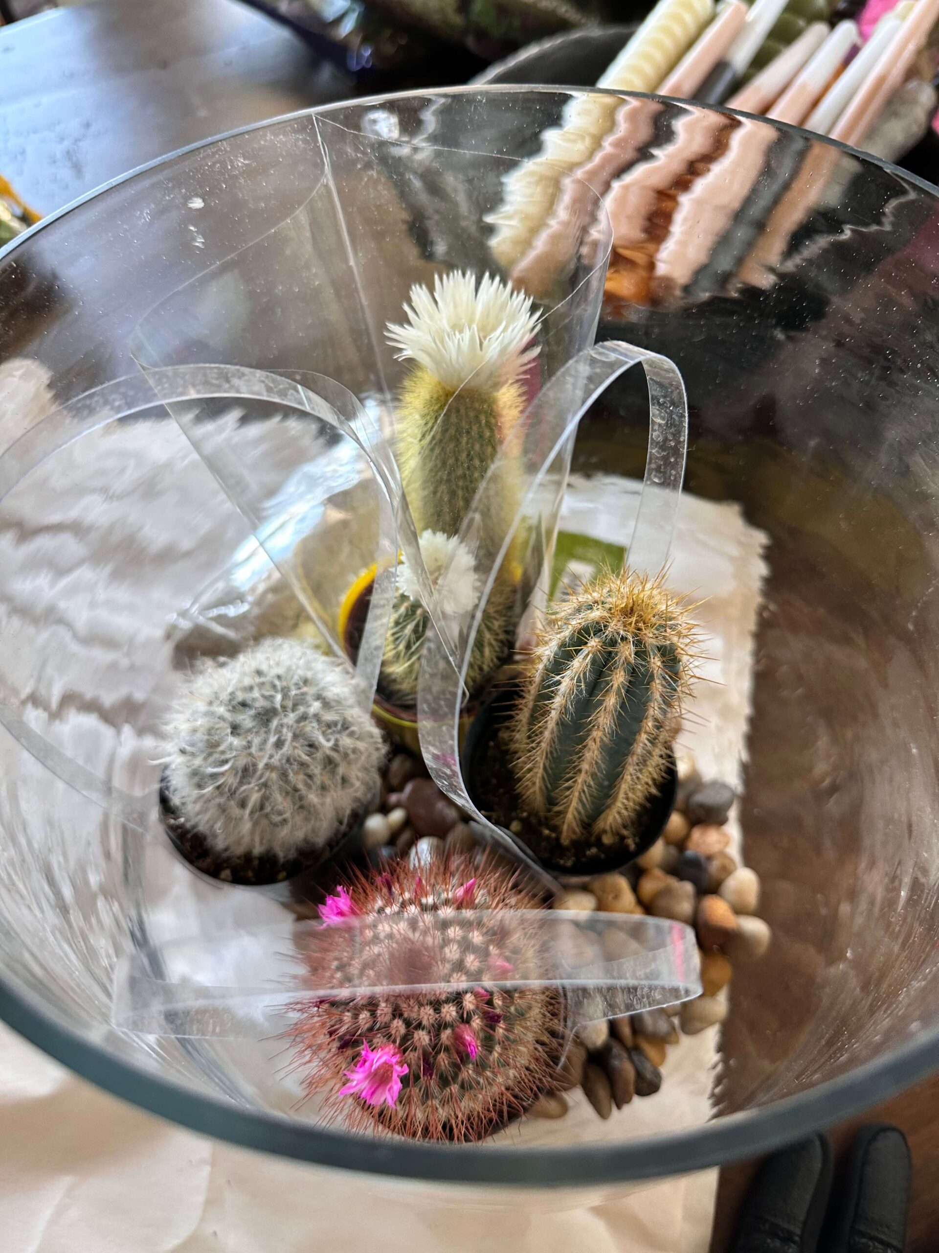 How to DIY your own Cactus Terrarium - A Life Unfolding