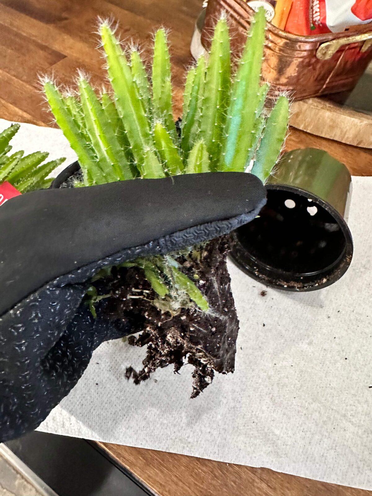 How to DIY your own Cactus Terrarium - A Life Unfolding