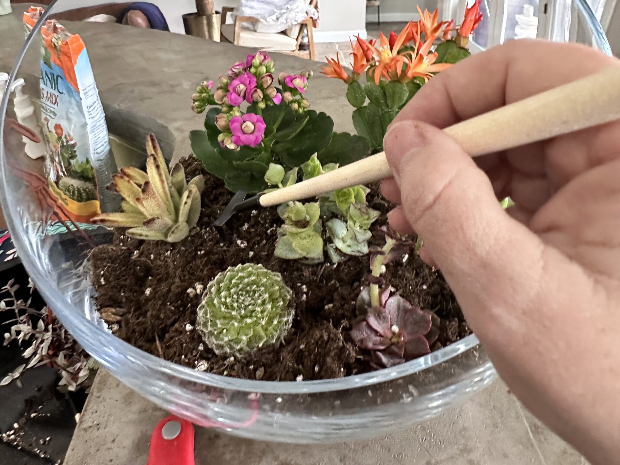 How to Make a DIY Succulent Terrarium - A Life Unfolding