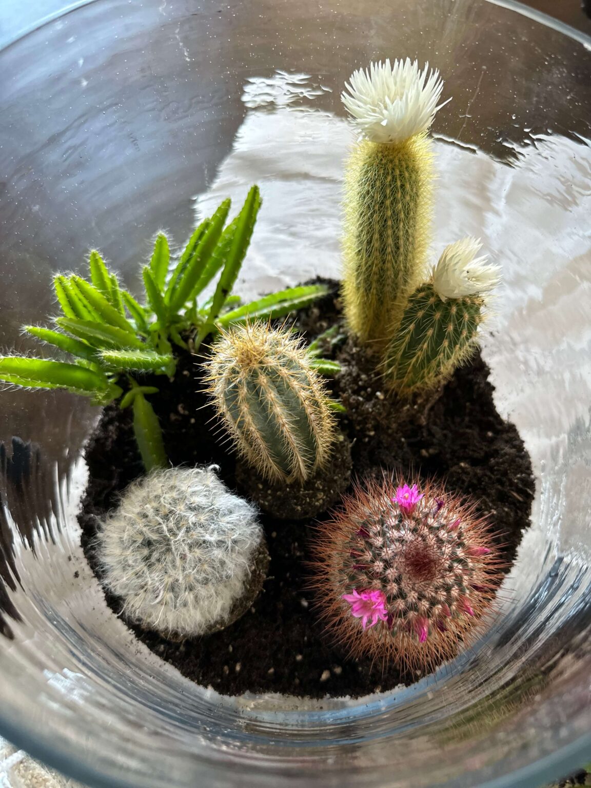 How to DIY your own Cactus Terrarium - A Life Unfolding