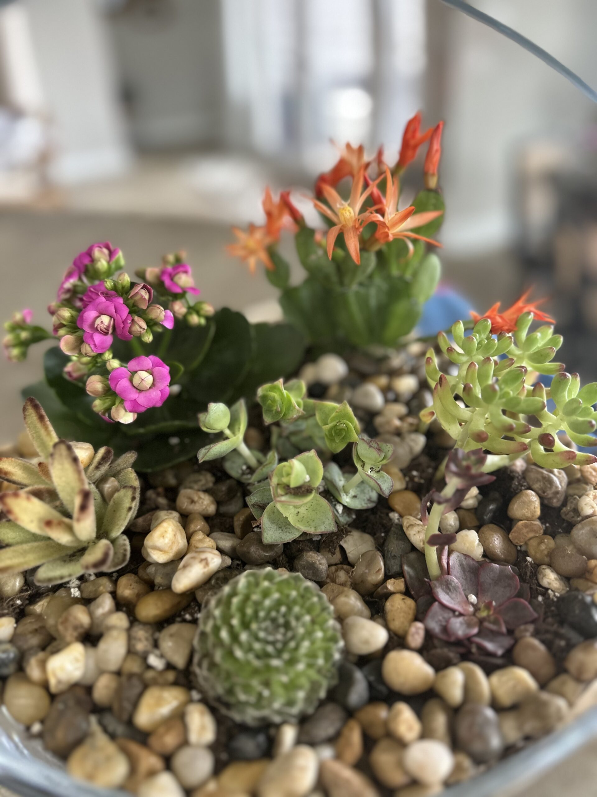 How to Make a DIY Succulent Terrarium - A Life Unfolding