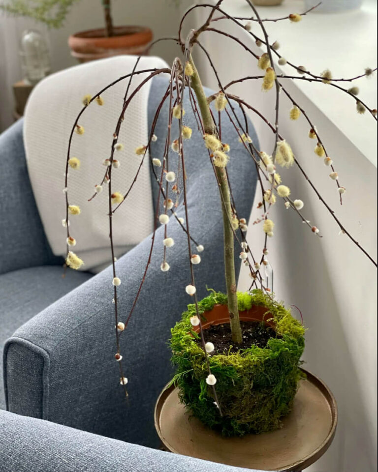 Green it Up! Easy Ways to Add Moss to Home Decor. - A Life Unfolding