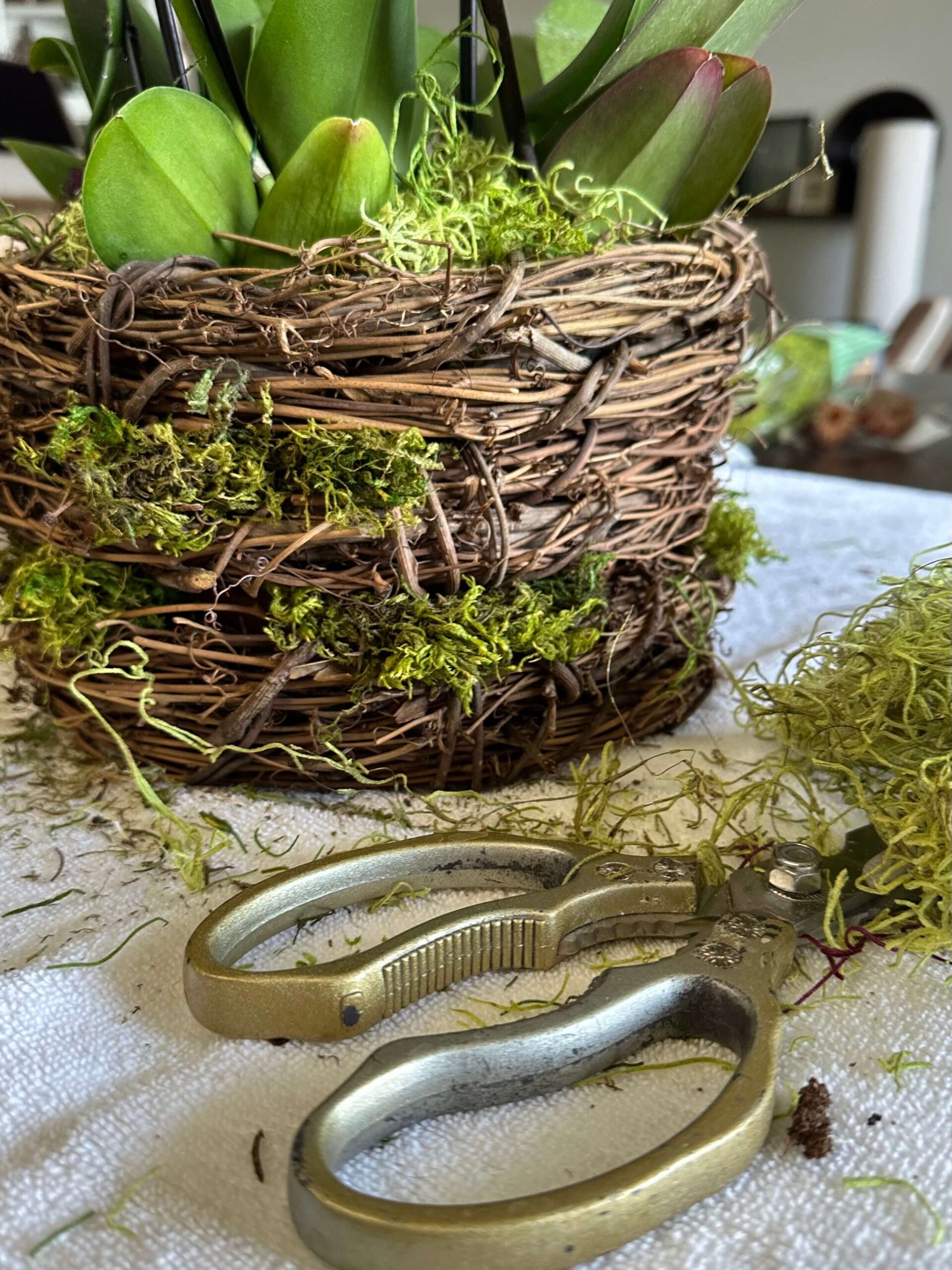Let's DIY An Orchid And Moss Basket Arrangement. - A Life Unfolding